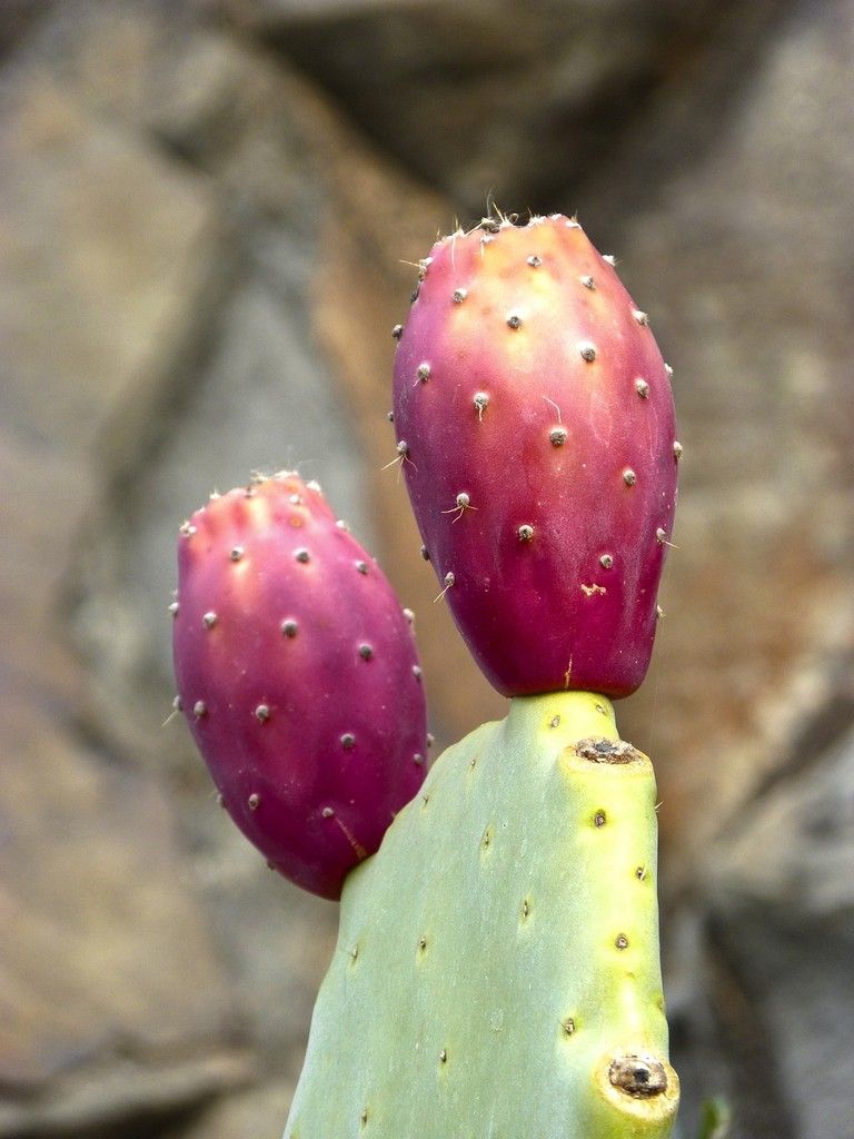 Chumbo: Fruta tropical y plantas de nopal para huertos — Viveros ...