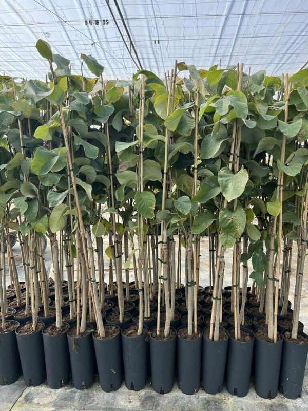 Chirimoyo (Anonna Cherimola) Variedad Campa / Planta de 1 año — Viveros ...