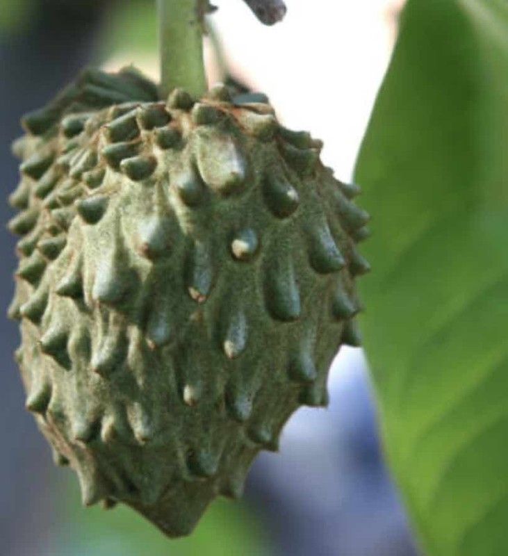 Chirimoyo (Anonna Cherimola) Variedad Campa / Planta de 1 año — Viveros ...