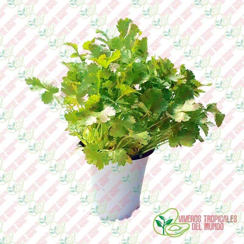 Cilantro (Coriandrum Sativum) — Viveros Tropicales del Mundo