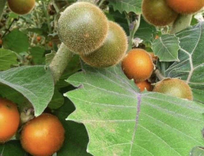 Lulo (Solanum quitoense) / Planta de 1 año — Viveros Tropicales del Mundo