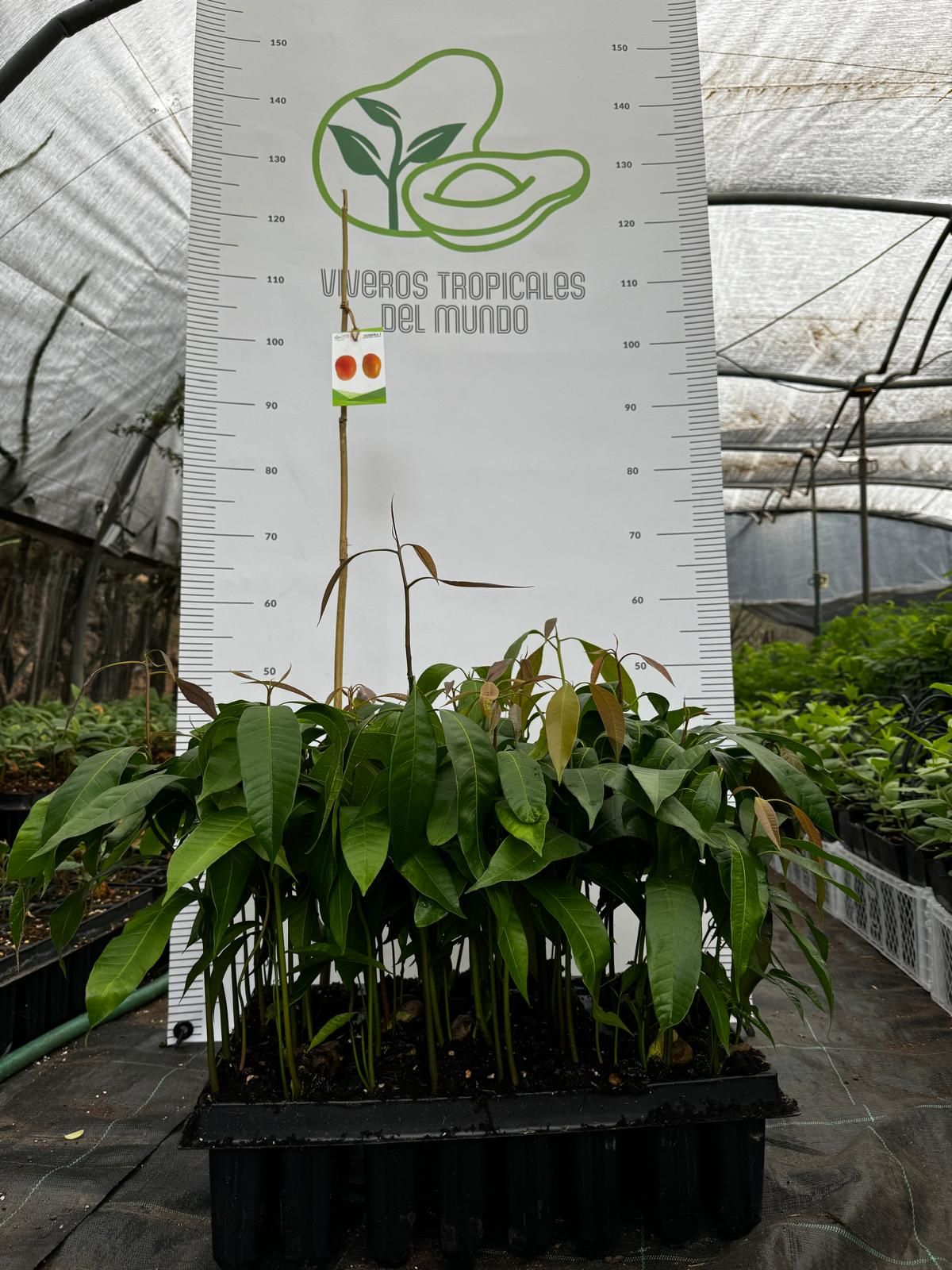 Mangifera Indica ( Mango Gomera 3) — Viveros Tropicales del Mundo