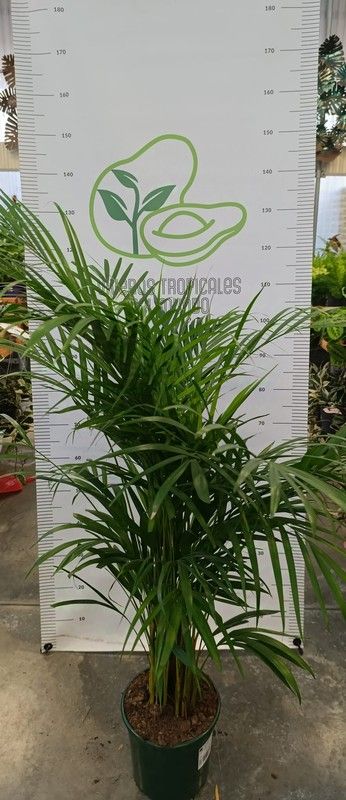 Palmera Areca (Dypsis lutescens) M-22 — Viveros Tropicales del Mundo
