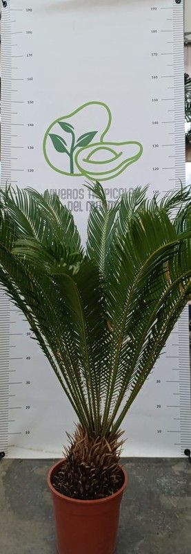 Palmera Cyca Revoluta (Sagú, Palma de Sagú, Cica de Japón, Palma de ...