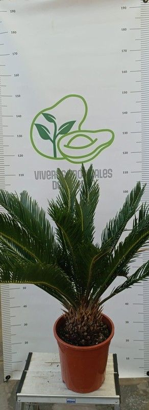 Palmera Cyca Revoluta (Sagú, Palma de Sagú, Cica de Japón, Palma de ...