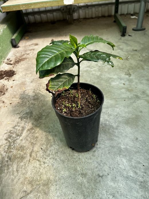 Planta de café (Coffea o Cafeto) Planta de 1 año — Viveros Tropicales ...
