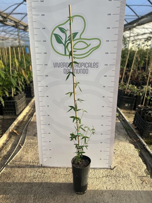 Planta de Curuba o Taxo (passiflora taxo) — Viveros Tropicales del Mundo