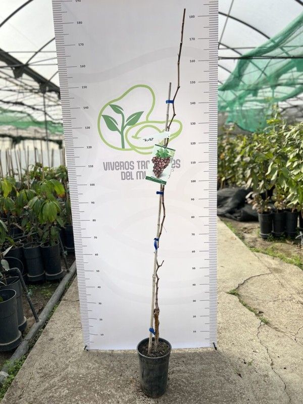 Planta de Uva Ruby sin semillas — Viveros Tropicales del Mundo