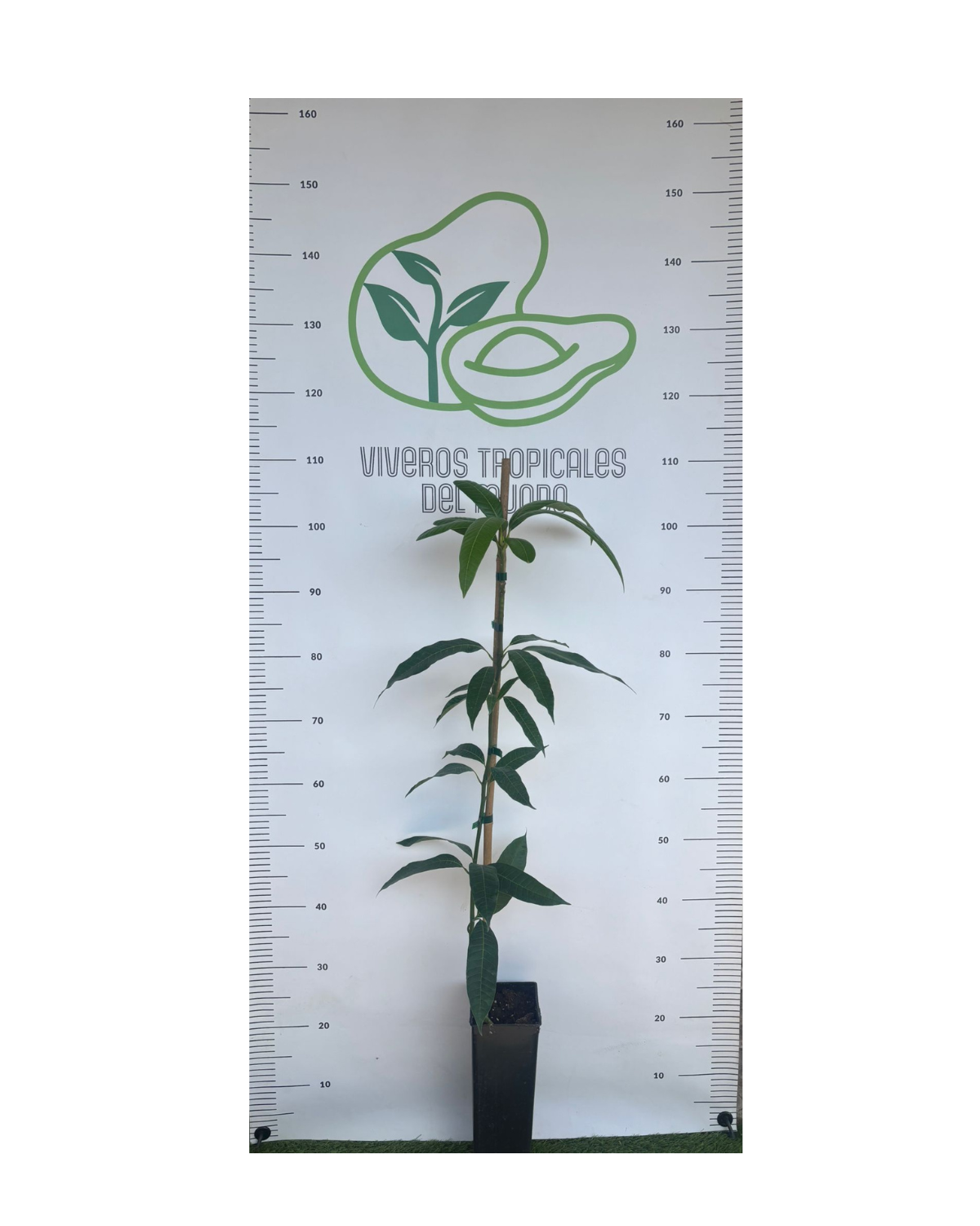 Planta de Mango Osteen injertado Gomera 3 maceta 2,5L — Viveros ...