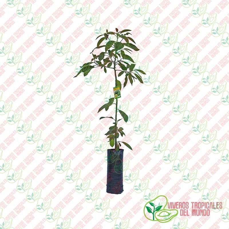 Planta o árbol de Aguacate Zutano (Persea Americana) patrón Mexicola ...