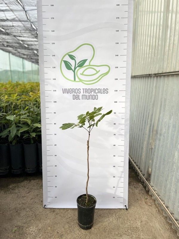 Planta o árbol de Longan (Dimocarpus Longan) / Planta de 2 años ...