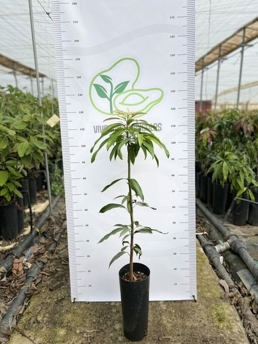 Planta o árbol de Mango Ataúlfo (Mangifera Indica) Patrón porta ...