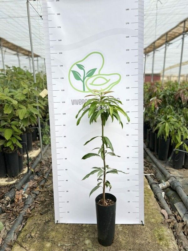 Planta o árbol de Mango (Mangifera indica) Variedad Sensación/Patrón ...