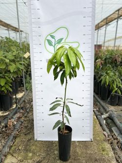 Planta o árbol de Mango Ataúlfo (Mangifera Indica) Patrón porta ...