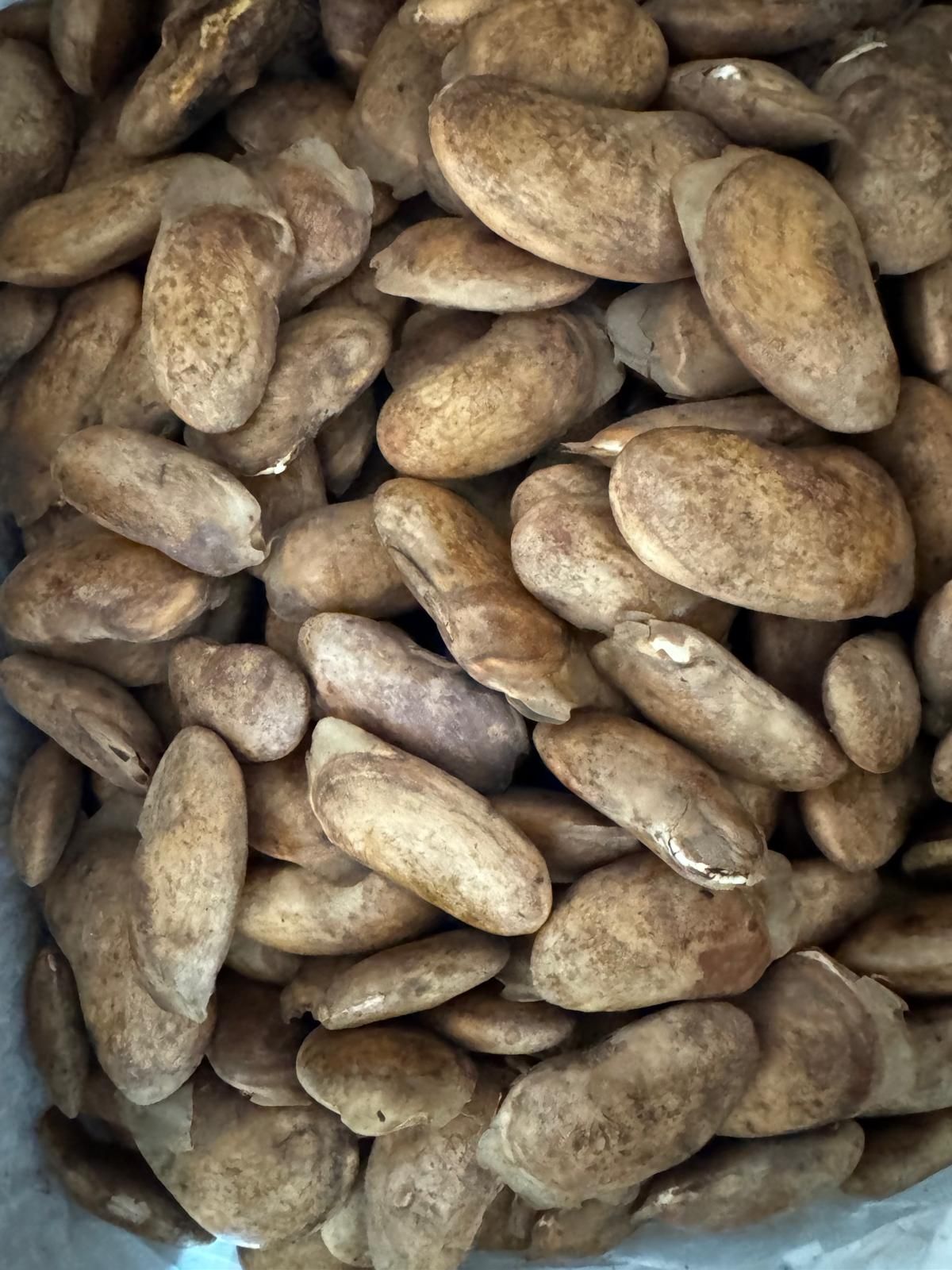 Semilla de Mango Gomera 3 | Alta producción y calidad frutal — Viveros ...