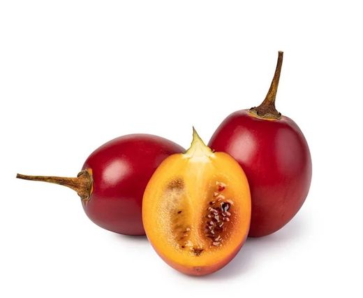 Tamarillo o Tomate de árbol( solanum betaceum) planta de 1 año ...
